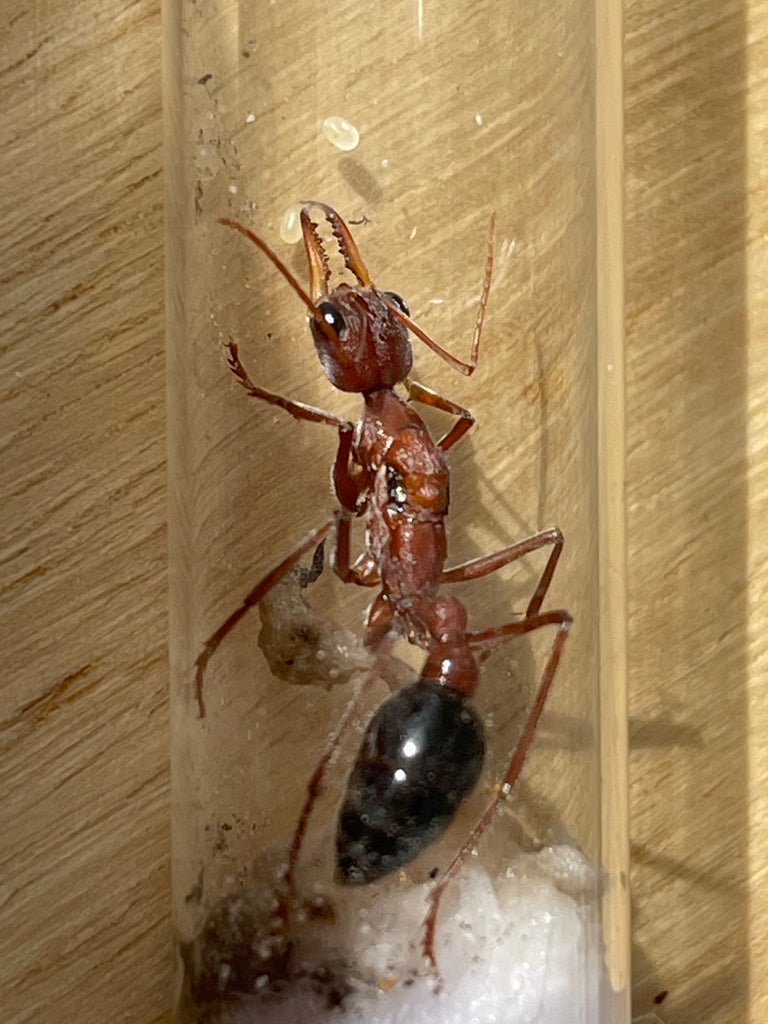 Jumping Jack Ants
