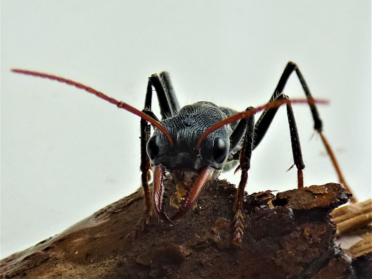 Giant Wingless Bullant Queen- Myrmecia Simillima – Queen of Ants